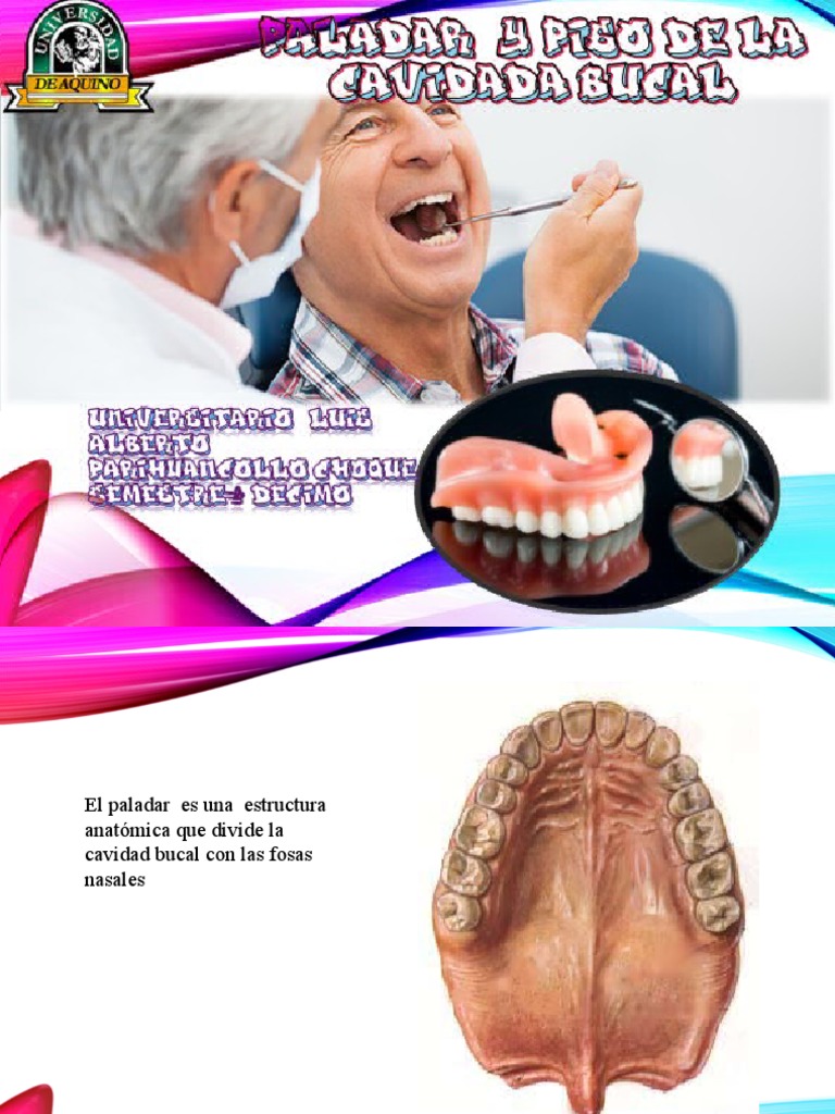 Paladar y Piso de La Boca Odontologia Adulto | PDF | Boca | Anatomia animal