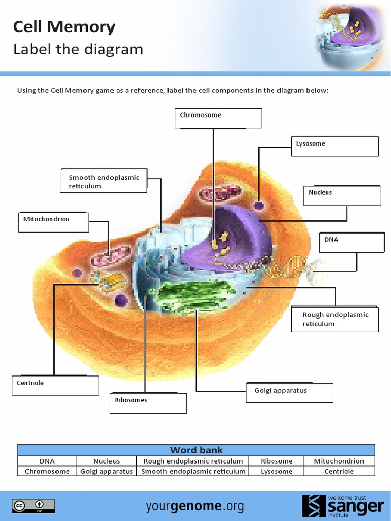 Cell Memory: Label The Diagram | PDF | Science & Mathematics | Computers