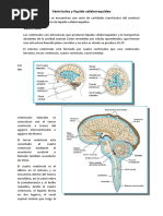 Conducto Ependimario | PDF | Sistema nervioso central | Anatomía humana