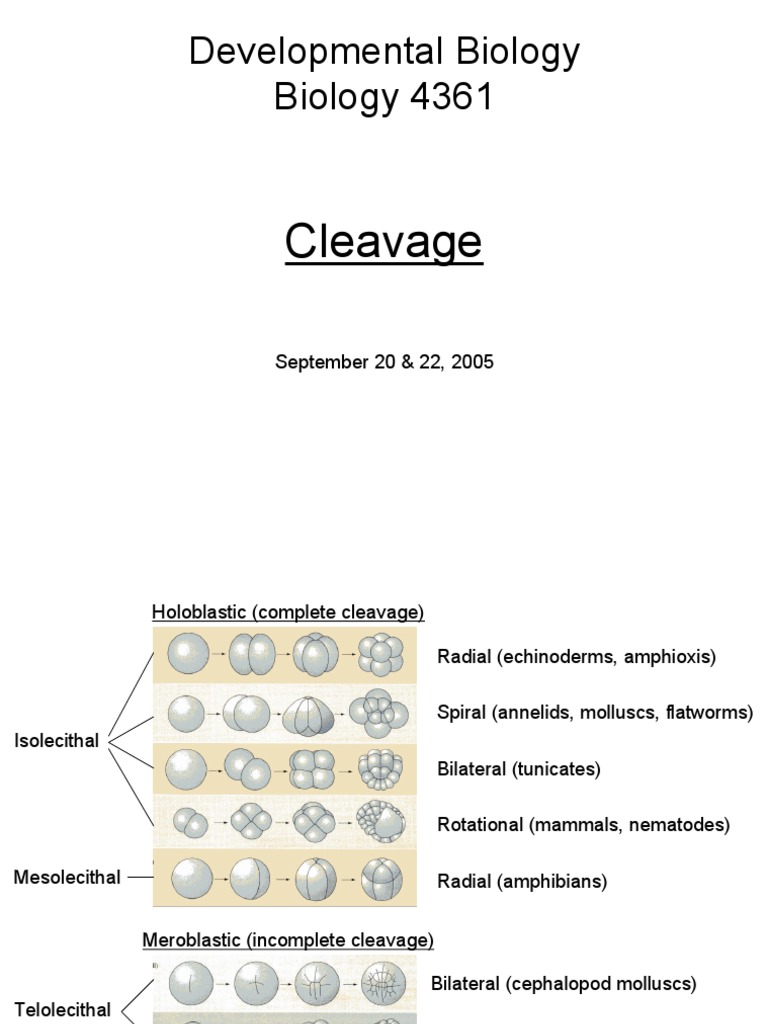Developmental Biology Biology 4361: Cleavage | PDF | Developmental Biology | Systems Biology