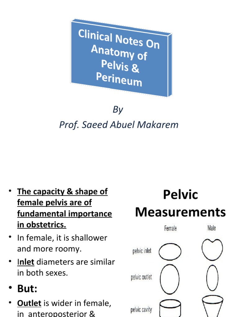 Female Pelvis Anatomy and Measurements | PDF | Pelvis | Urinary Bladder