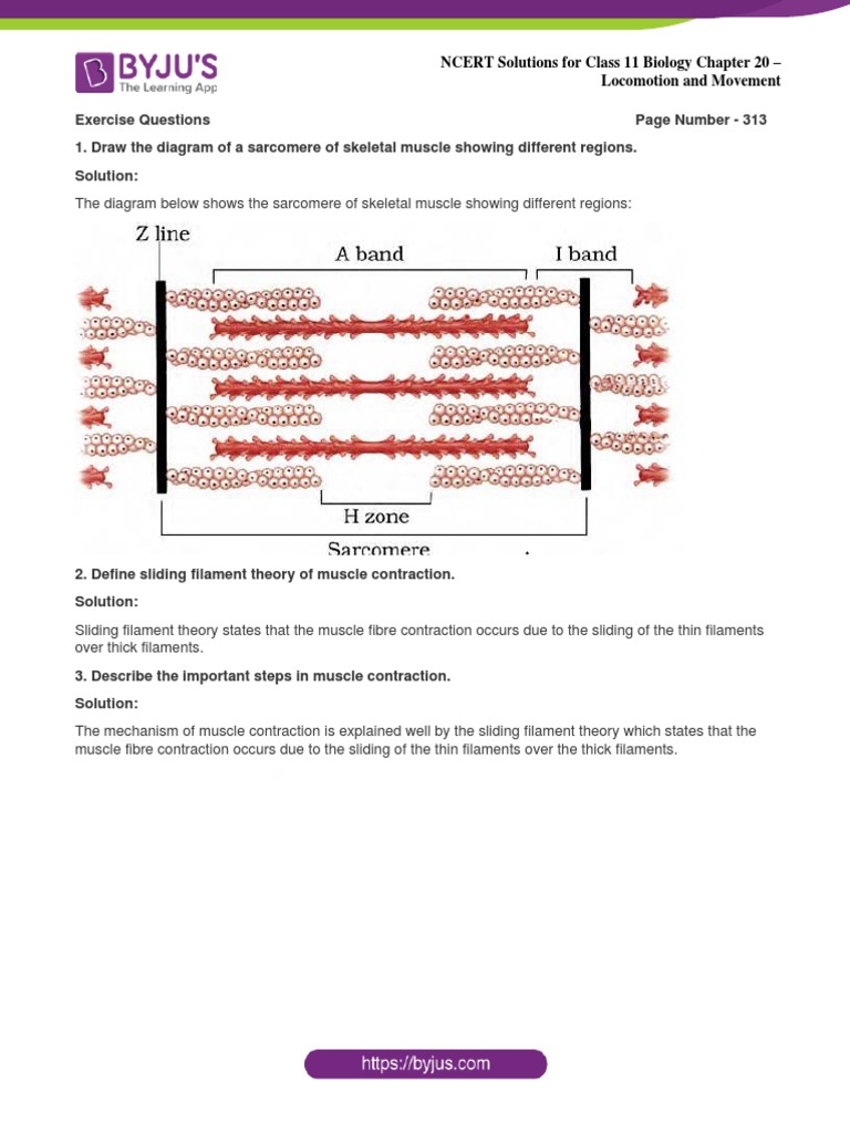 Ncert Feb2021 Solutions For Class 11 Biology Chapter 20 | PDF | Muscle ...
