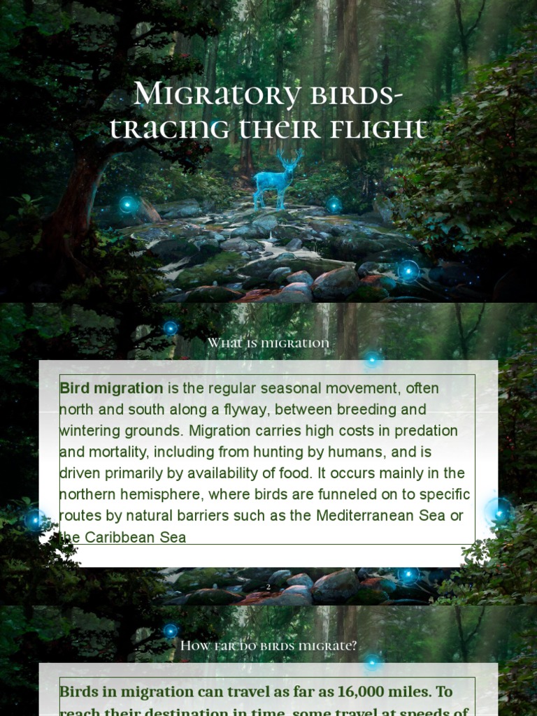 Migratory Birds: Tracing Their Flights | PDF | Bird Migration | Zoology