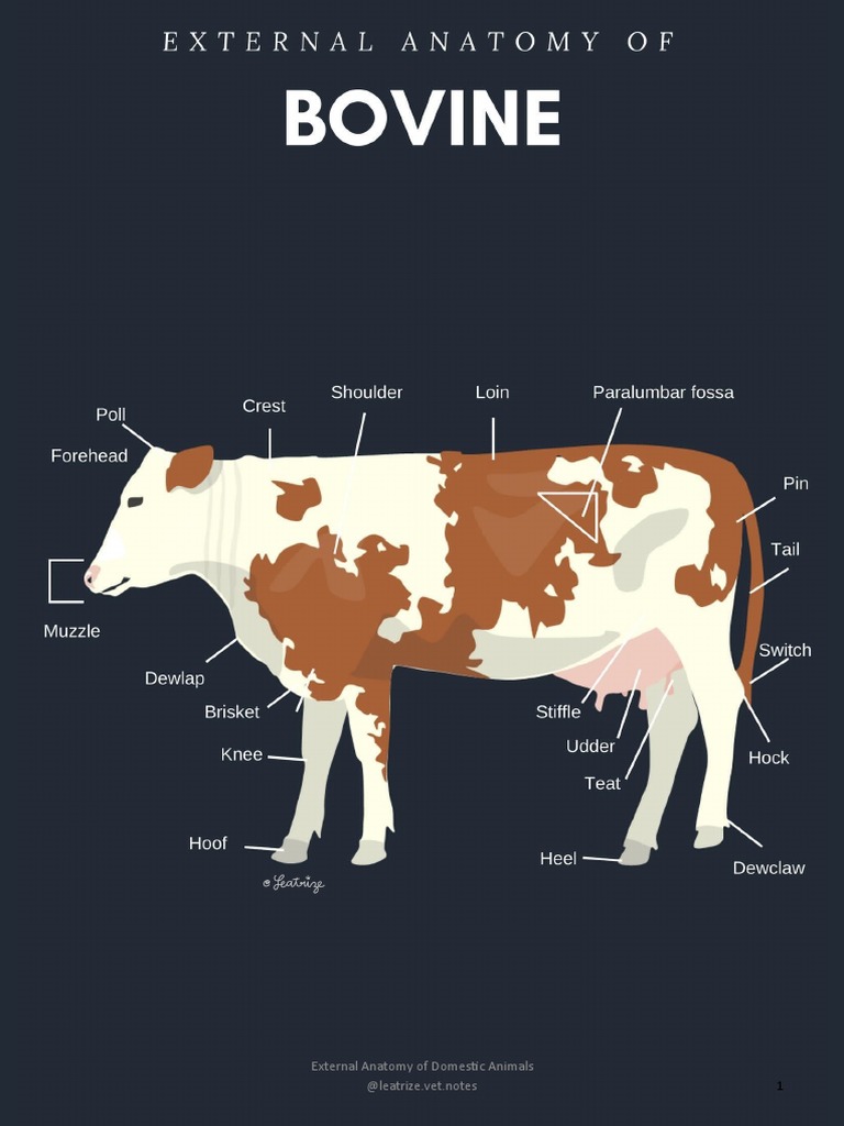 External Anatomy of Domestic Animals @leatrize - Vet.notes | PDF ...