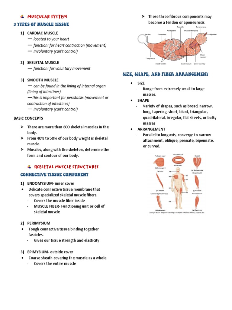1) Cardiac Muscle: 3 Types of Muscle Tissue | PDF | Muscle Contraction ...
