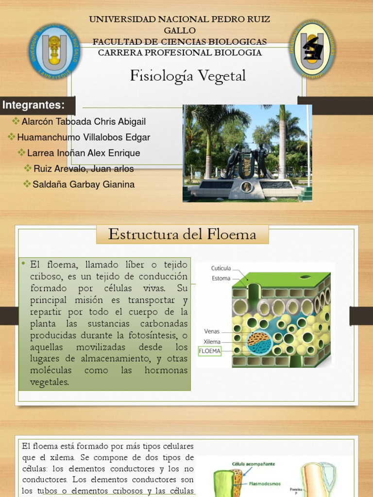 Estructura y Función del Floema | PDF | Fisiología de las plantas ...