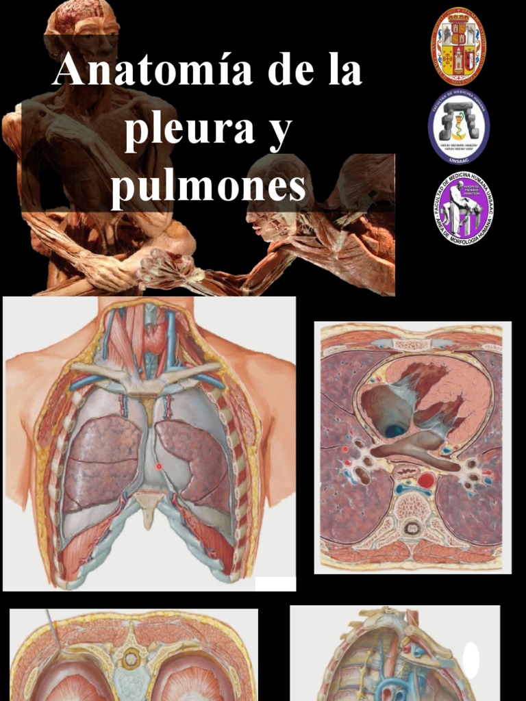 Pulmones y Pleura | PDF