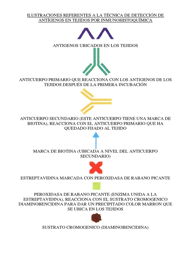 Ihq 2 | PDF | Peroxidasa | Anticuerpo
