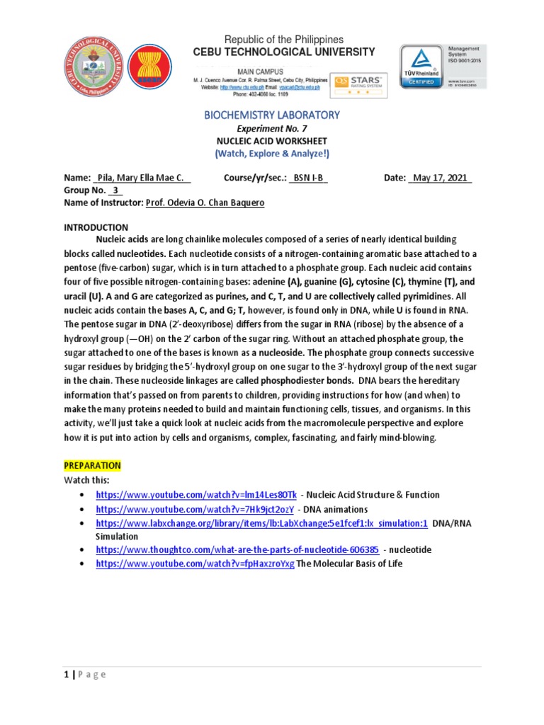 Nucleic Acid Structure and Function Worksheet | PDF | Messenger Rna ...