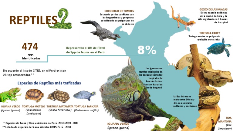 Infografía REPTILES - Irvin Rojas | PDF | Organismos | Reptil