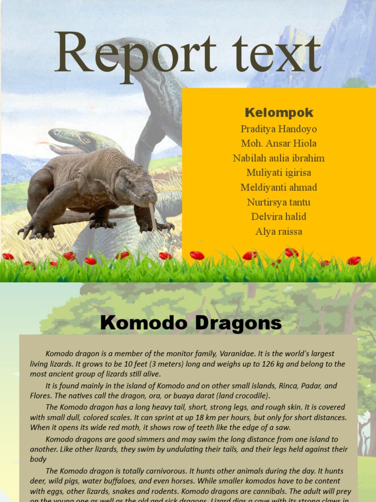 Komodo Dragon Report Text | PDF | Komodo Dragon | Lizard