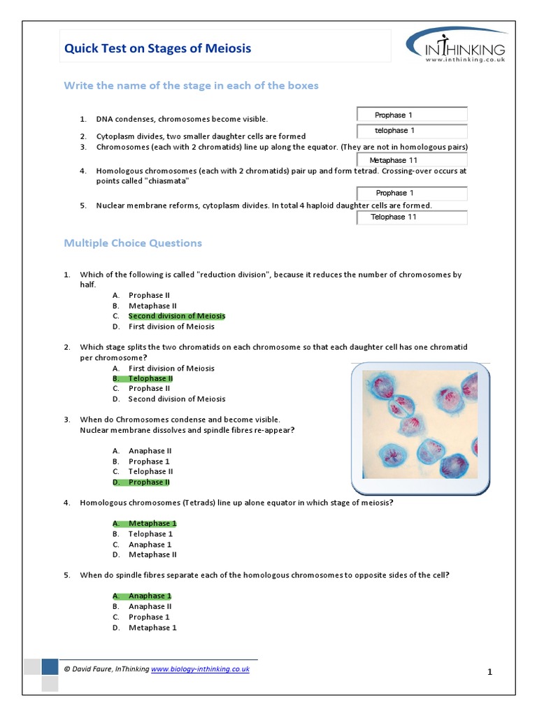 Meiosis - Quick Test | PDF
