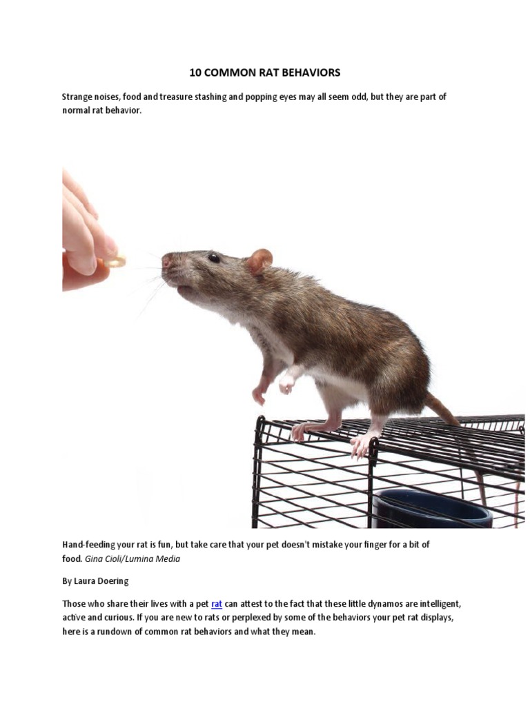 10 Common Rat Behaviors | PDF | Rat | Zoology