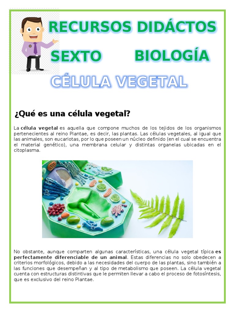 Célula Vegetal | PDF | Plantas | Biología Celular)
