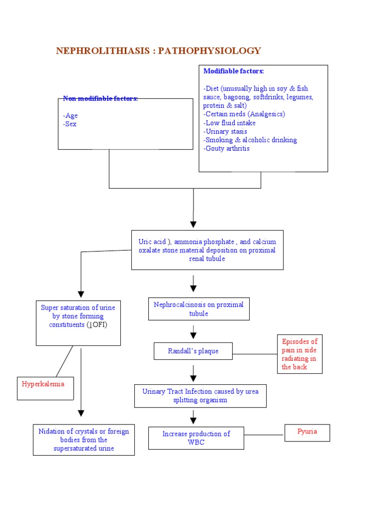 Pathophysiology of Nephrolithiasis, Struvites Stone (Staghorn Calculi ...