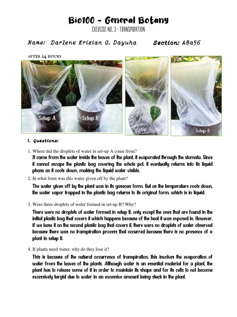 LAB Exercise 3 - Transpiration | PDF | Evaporation | Water