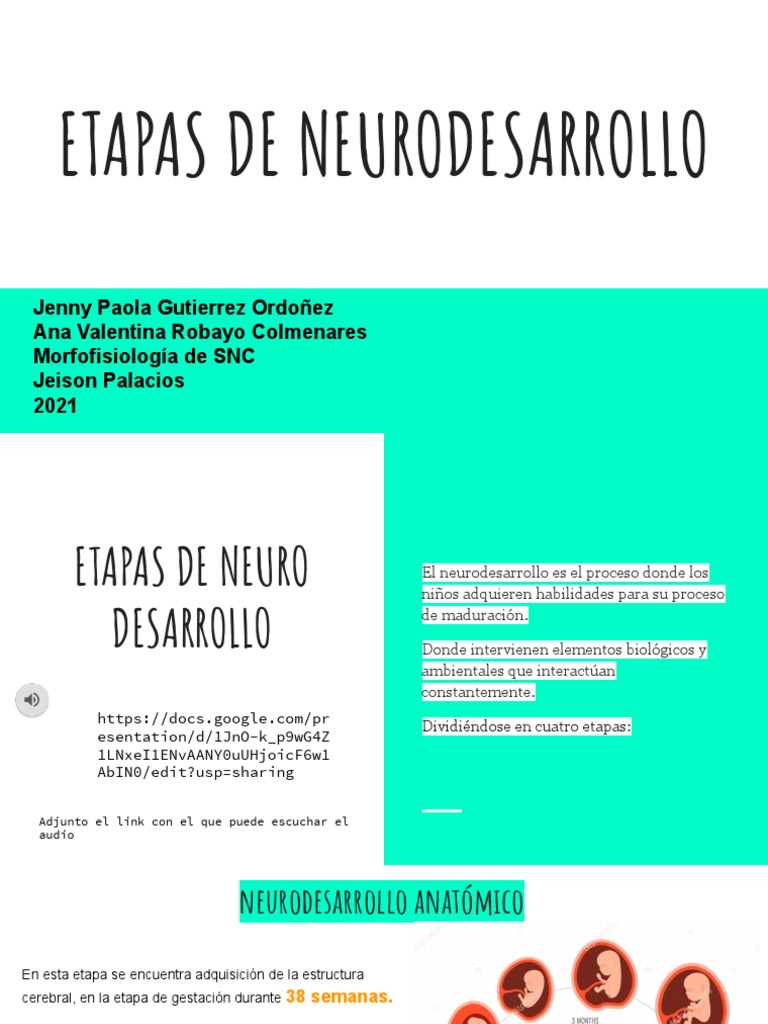 Etapas de Neurodesarrollo | PDF | Cerebro | Hipotálamo