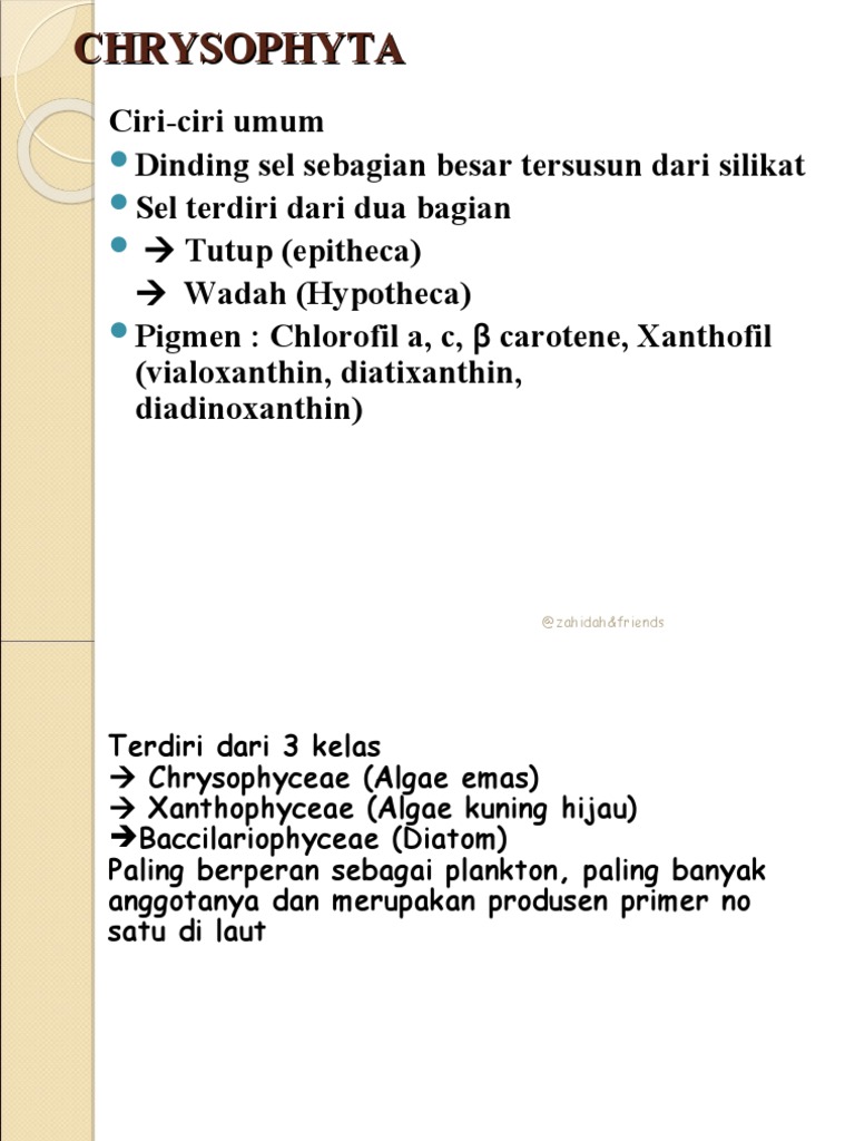 Chrysophyta 20202 | PDF | Eukaryotes | Algae