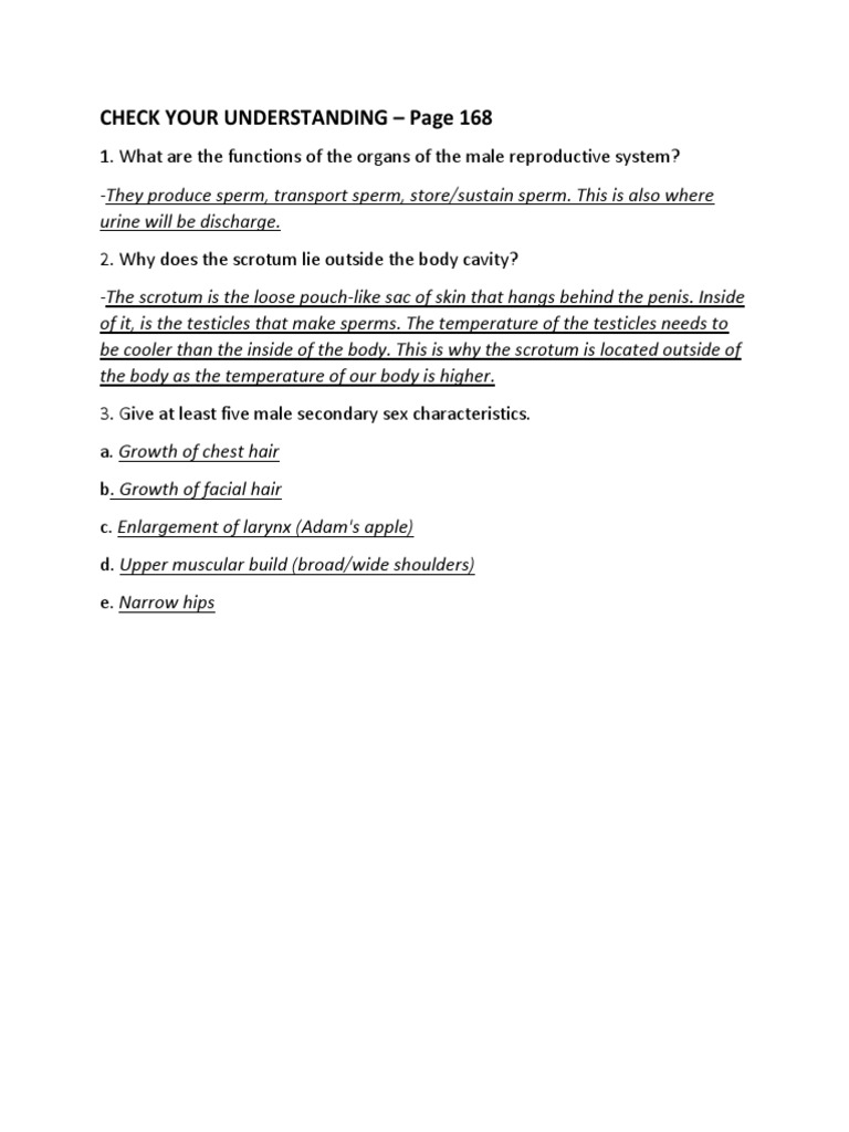 Male Reproductive System Worksheet | PDF | Wellness