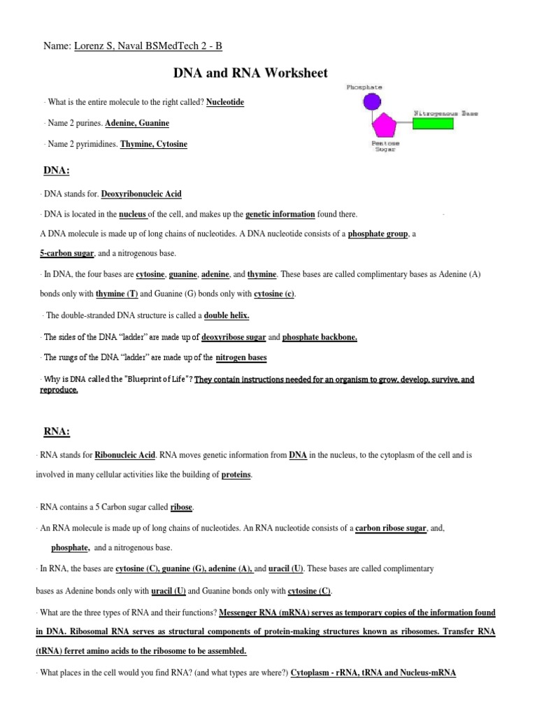 Dna and Rna Worksheet | PDF | Nucleic Acids | Rna