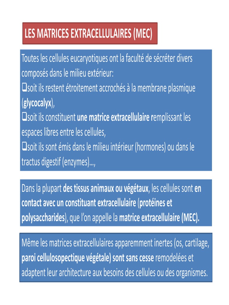 Matrice Extracellulaire Exemple – LFMP