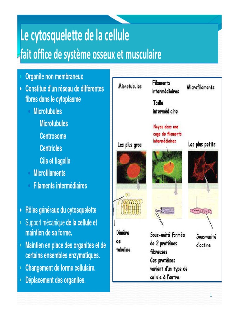 Structure et Rôles du Cytosquelette | PDF | Cytosquelette | Cellule ...