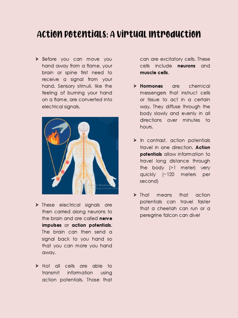 Interactive Action Potentials | PDF | Neuron | Neurotransmitter