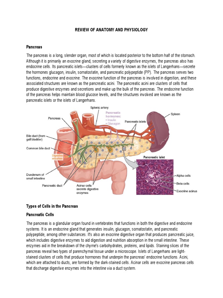 Review of Anatomy and Physiology | PDF | Pancreas | Insulin