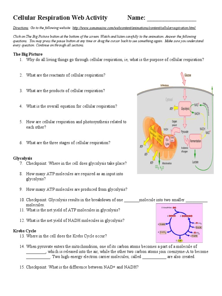 Cellular Respiration Web Activity Guide | PDF | Cellular Respiration ...