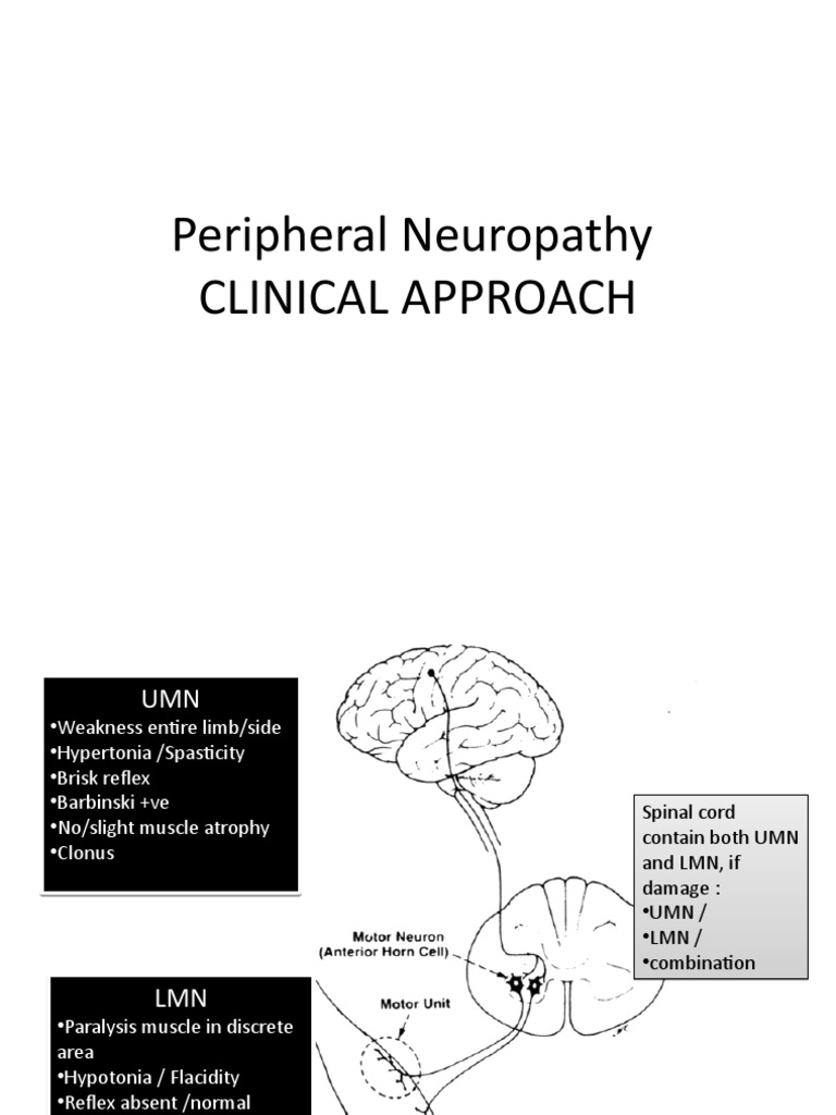 Clinical Approach to Peripheral Neuropathy | PDF | Peripheral ...