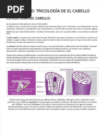 Anatomia Del Cabello | PDF | Pelo | Sistema tegumentario