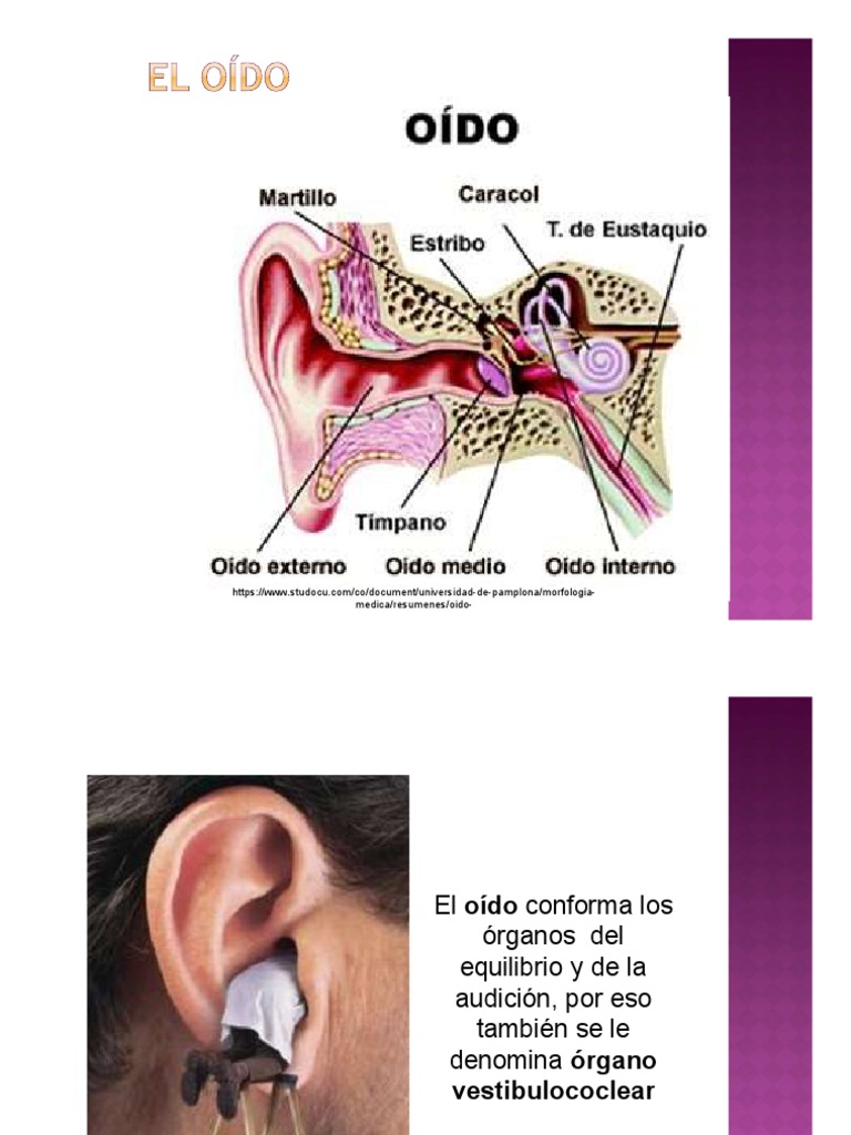 El Oído Generalidades | PDF | Oído | Neurociencia