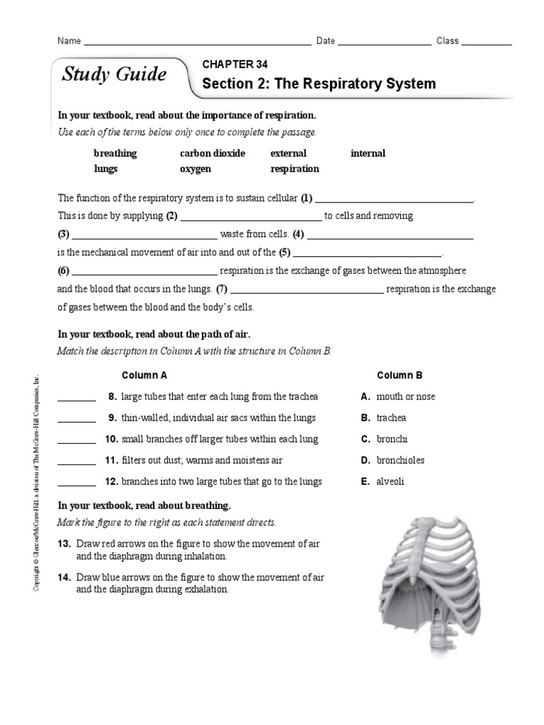 Respiratory System Study Guide | PDF | Foreign Language Studies