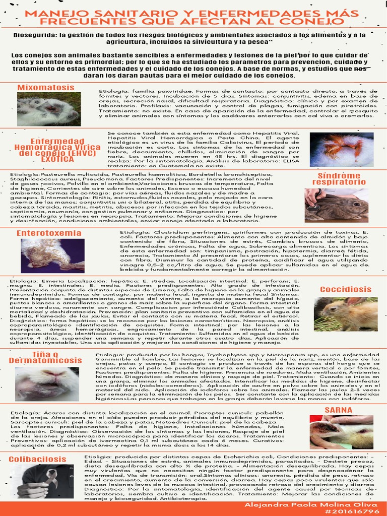 Manejo Sanitario y Enfermedades Más Frecuentes Que Afectan Al Conejo ...
