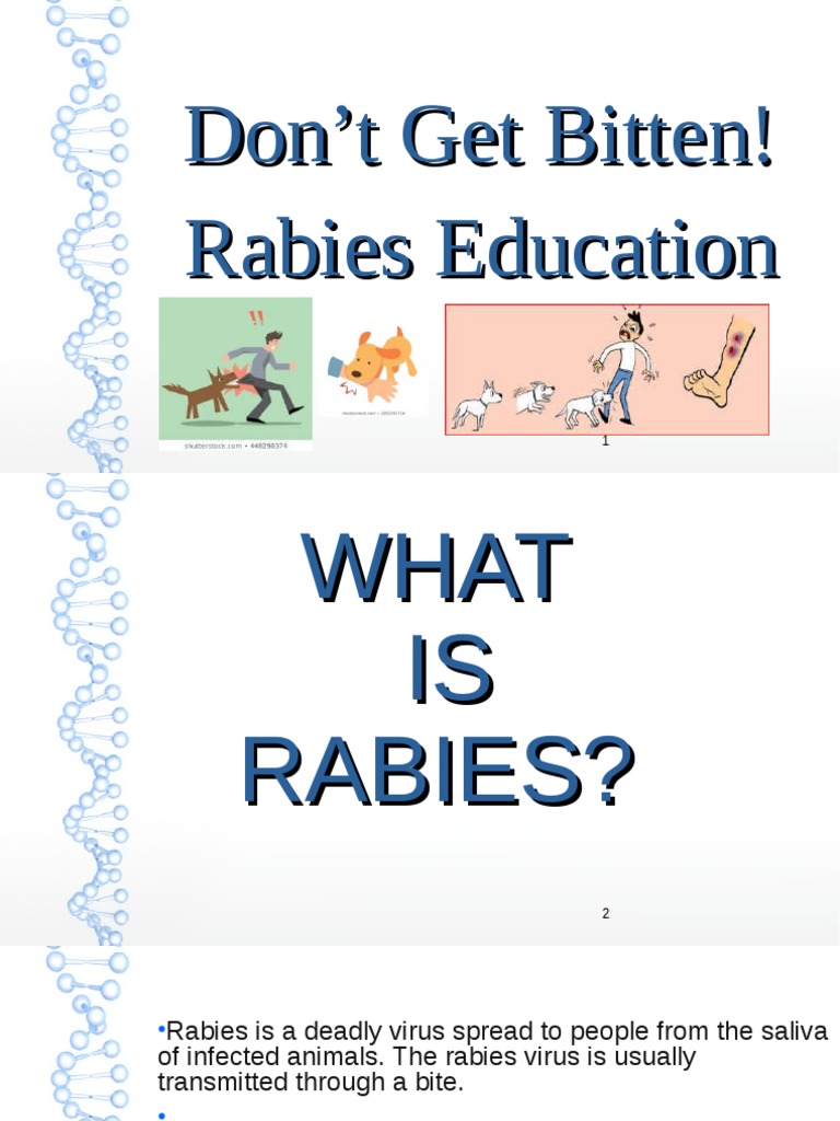 RABIES Health Teaching BSN1D | PDF | Rabies | Health Sciences