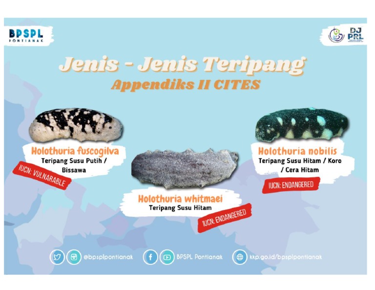 Jenis Jenis Teripang | PDF