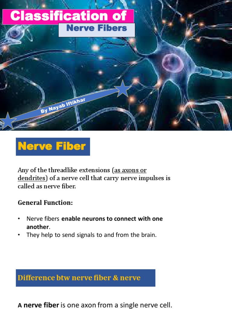 Erlanger-Gasser Nerve Fiber Classification | PDF | Neuron | Axon