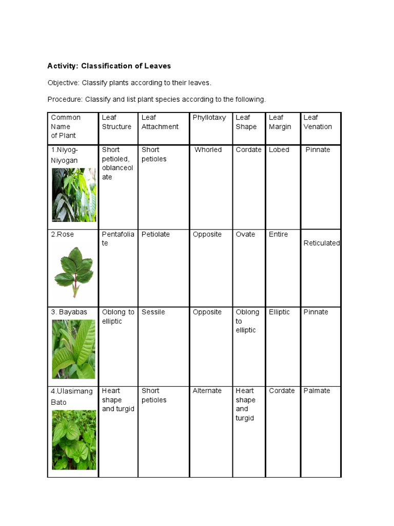 Leaf Classification Activity Guide | PDF | Leaf | Plants