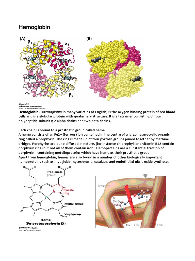 Hemoglobin Structure and Function | PDF | Hemoglobin | Blood