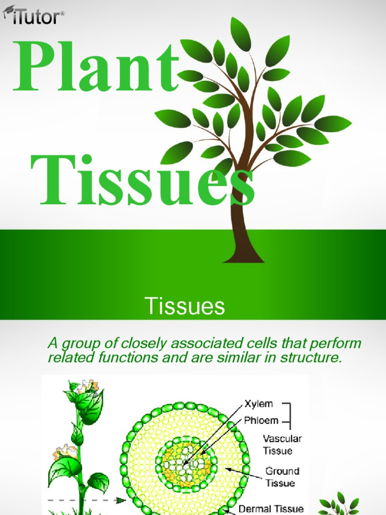 Planttissues | PDF | Tissue (Biology) | Leaf