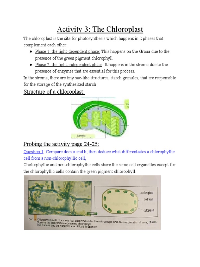 Activity 3 - The Chloroplast | PDF | Science & Mathematics