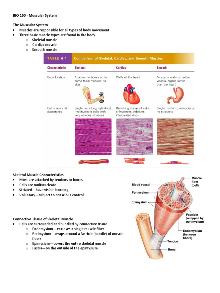 Handouts - Musculary System Sp11 | PDF | Anatomical Terms Of Motion ...