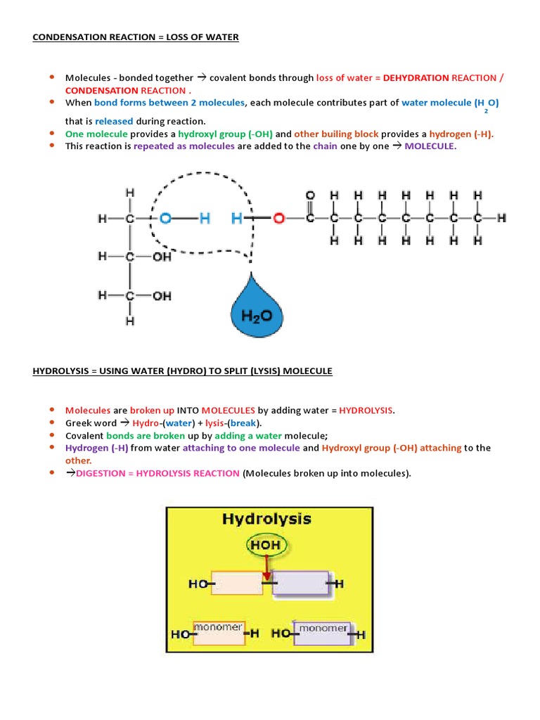 Condensation and Hydrolysis Reactions | PDF