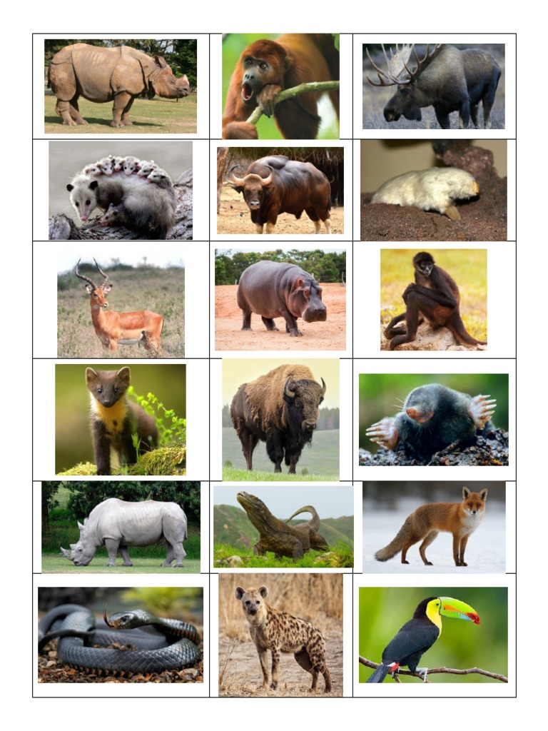ZOOGEOGRAFIA | PDF