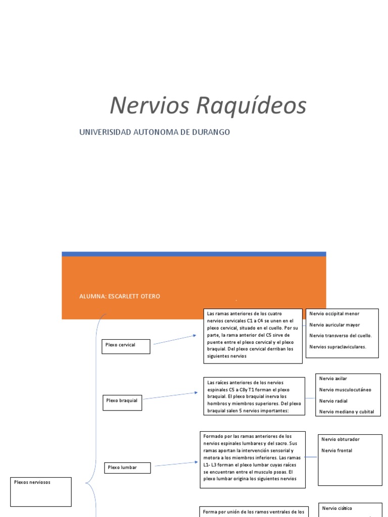 Nervios Raquideos Anatomia Cuadro | PDF | Anatomía humana | Neuroanatomía