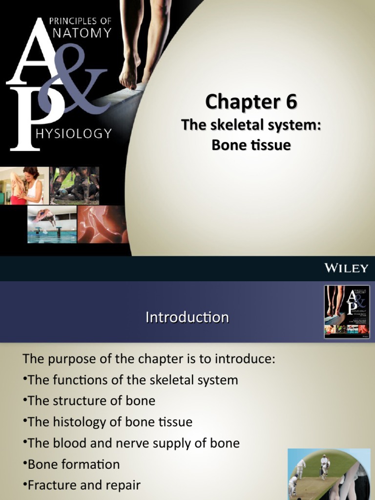 The Skeletal System: Bone Tissue | PDF | Bone | Physiology