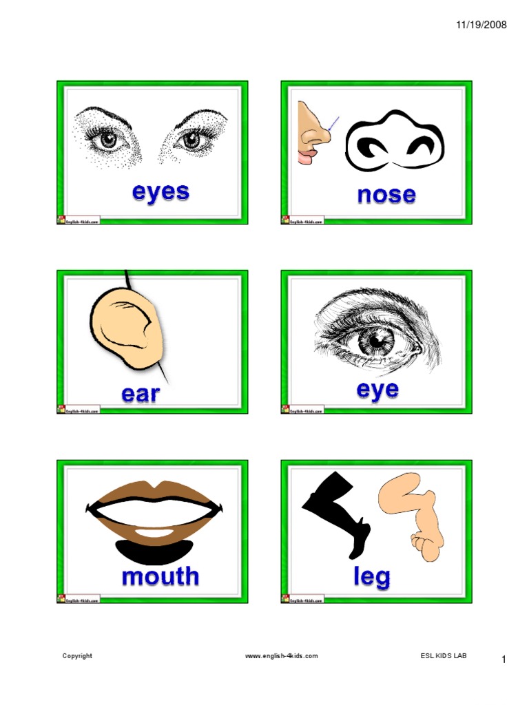 Bodycards Small-Sized | PDF | Games & Activities