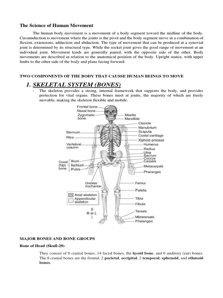 The Science of Human Movement Module | PDF | Skeletal Muscle | Muscle