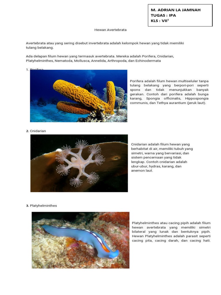 Filum Hewan Avertebrata Terlengkap | PDF