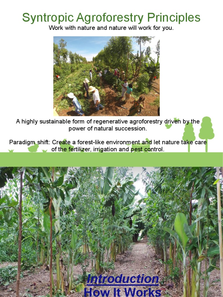 Syntropic Agroforestry | PDF | Agriculture | Soil